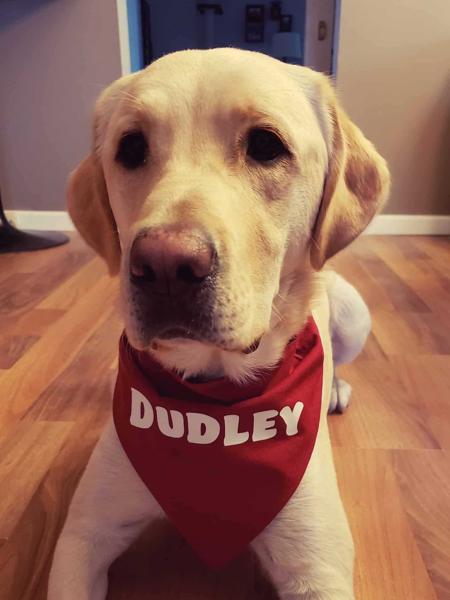 Over The Collar Dog Bandanas and Ties - Dress Up Your Pup