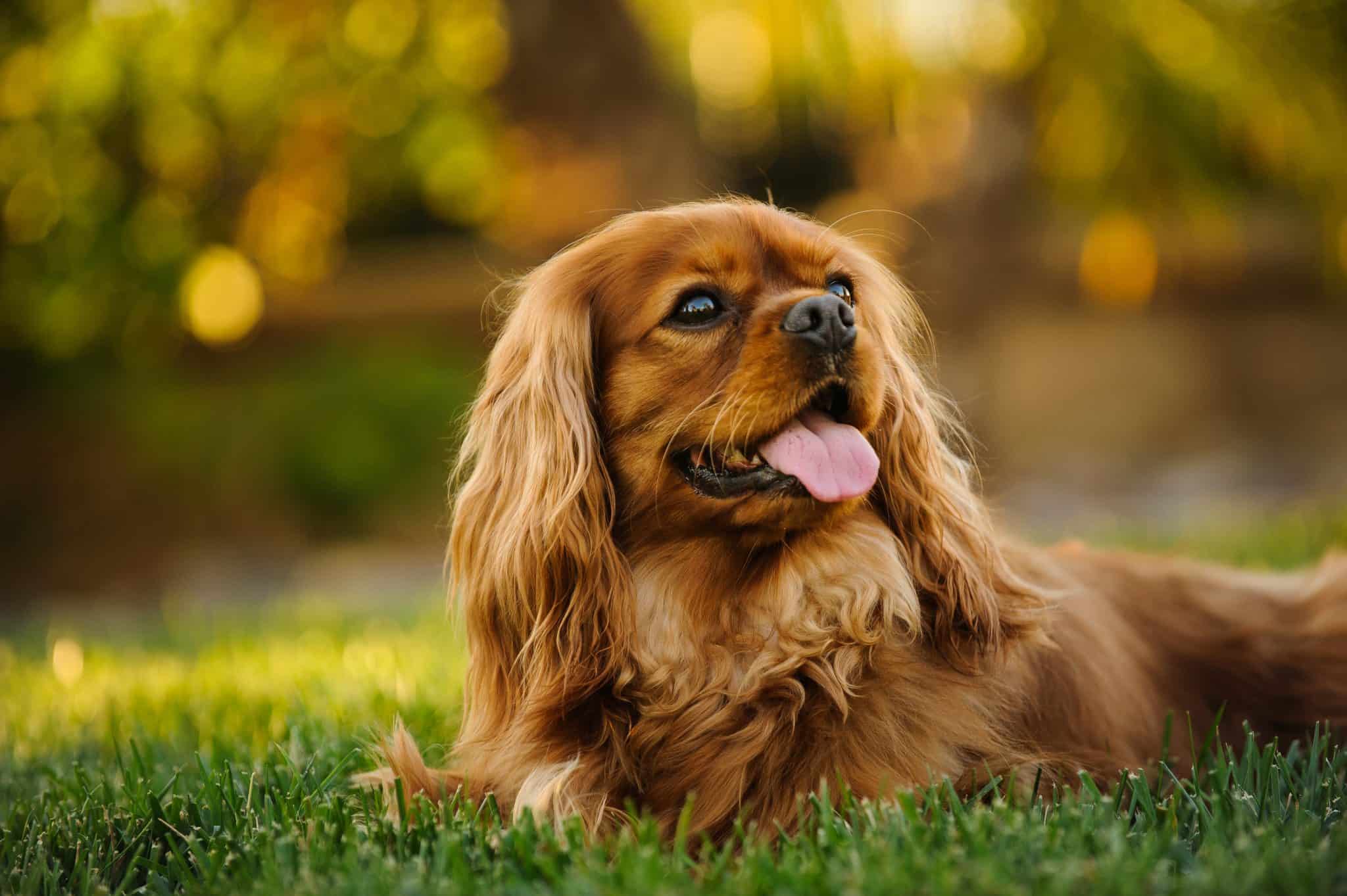 Cavalier King Charles Spaniel Health: What Every Owner Should Know ...