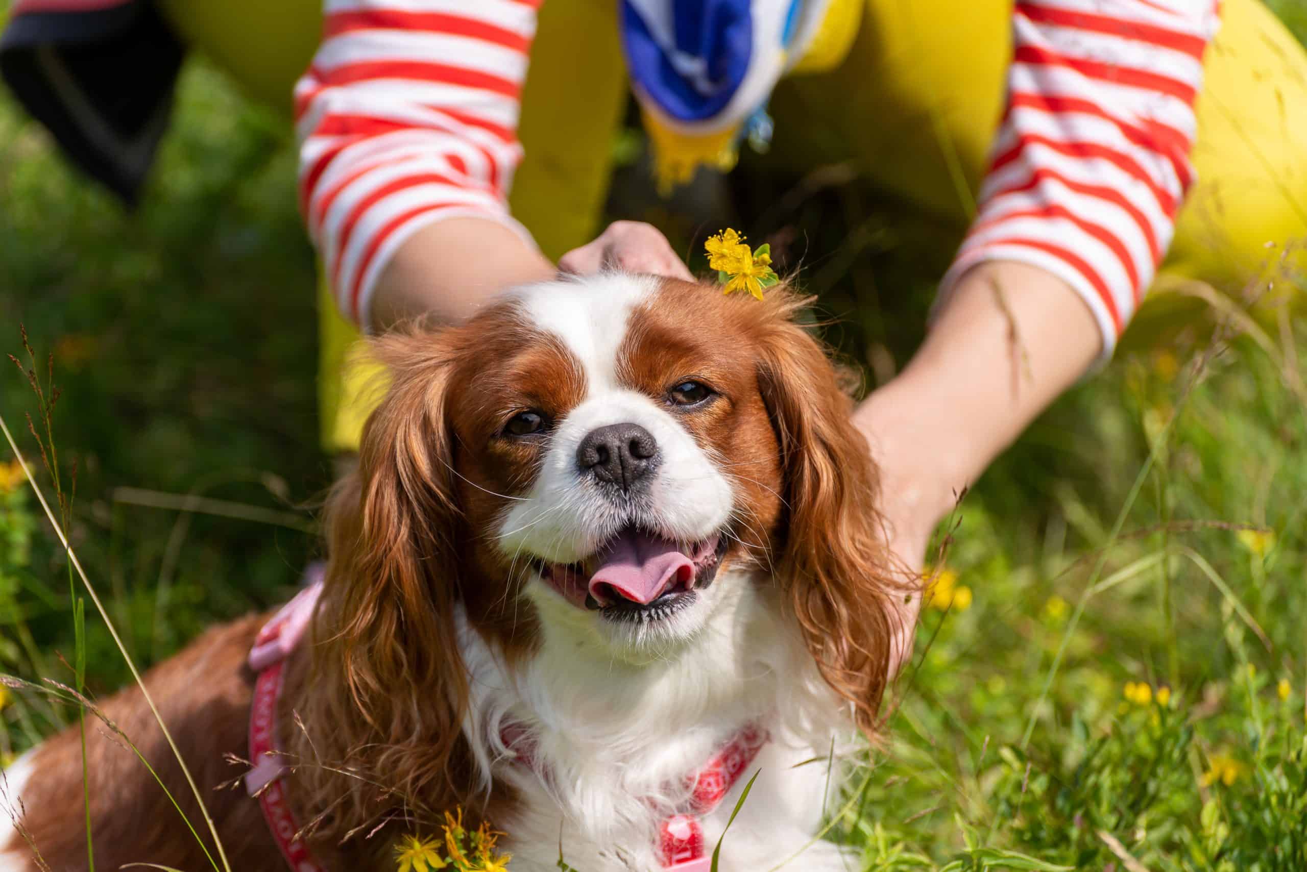 Cavalier King Charles Spaniel Health: What Every Owner Should Know ...
