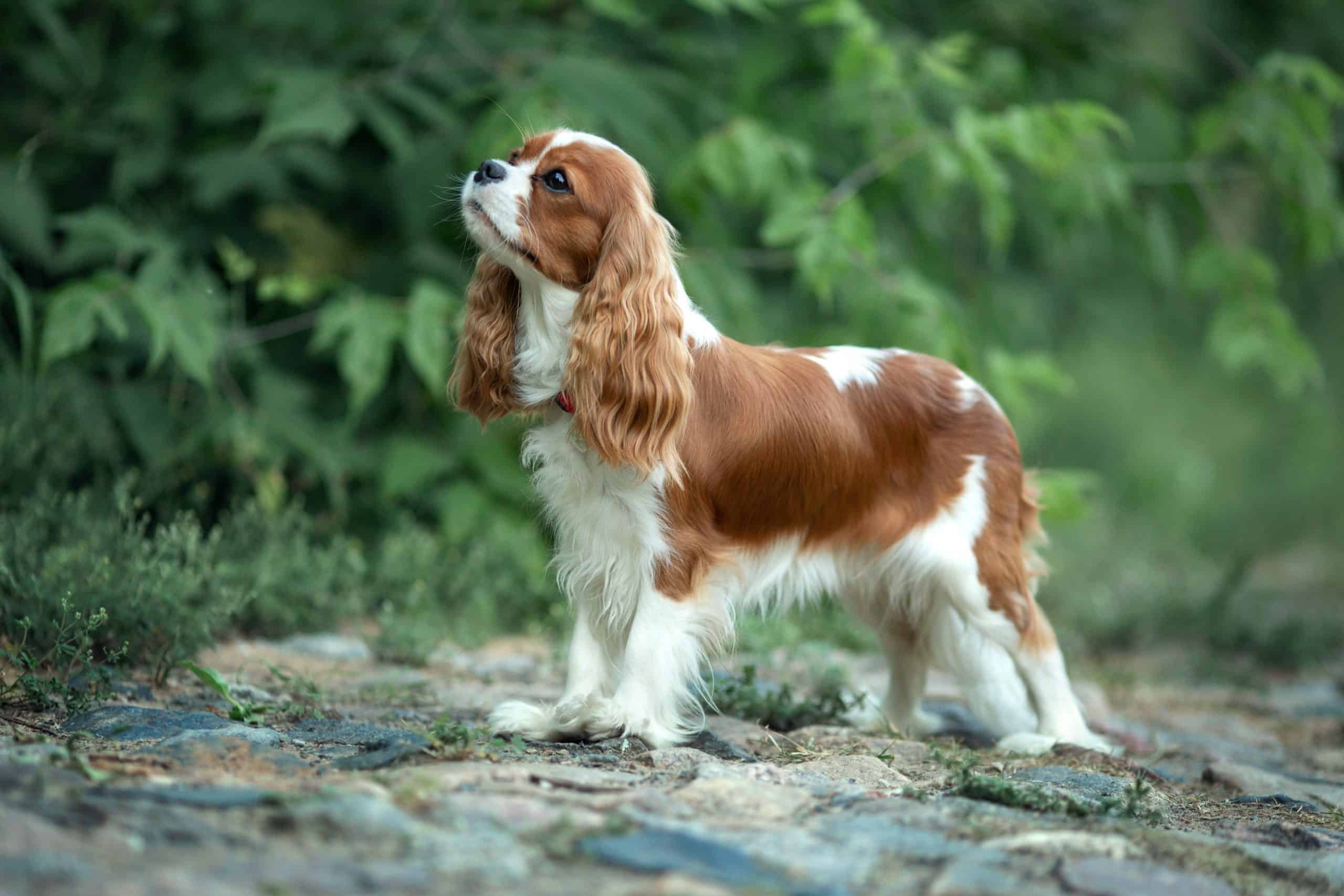 How to Train a Cavalier King Charles Spaniel: A Fun & Friendly Guide ...