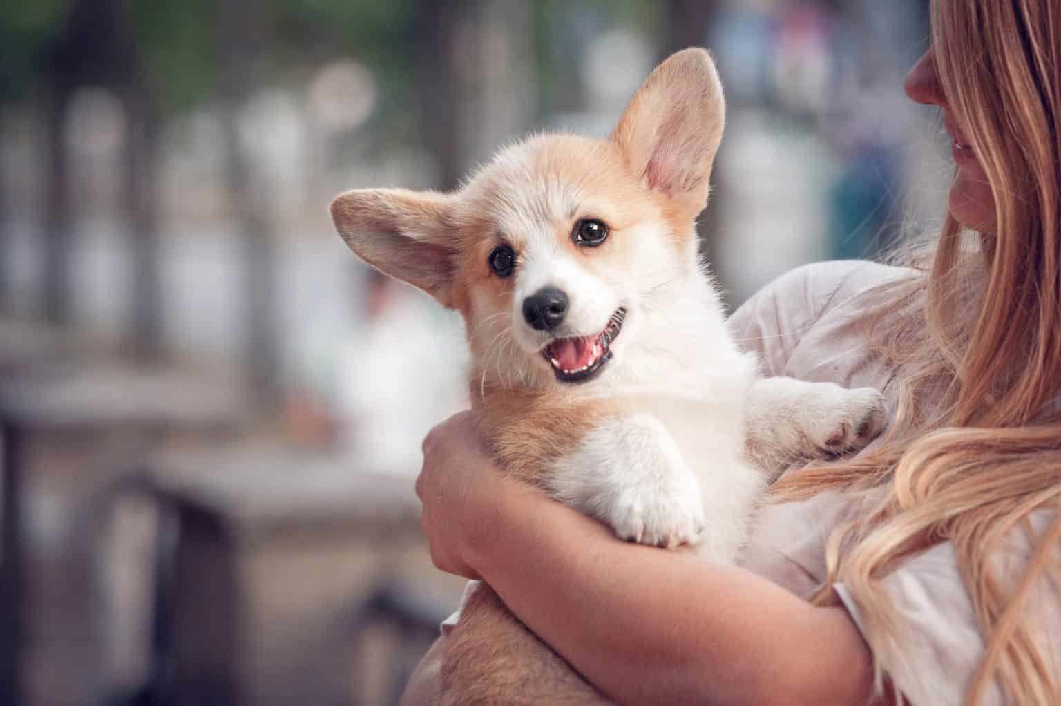 The Pembroke Welsh Corgi: A Short-Legged History of a Beloved Breed ...